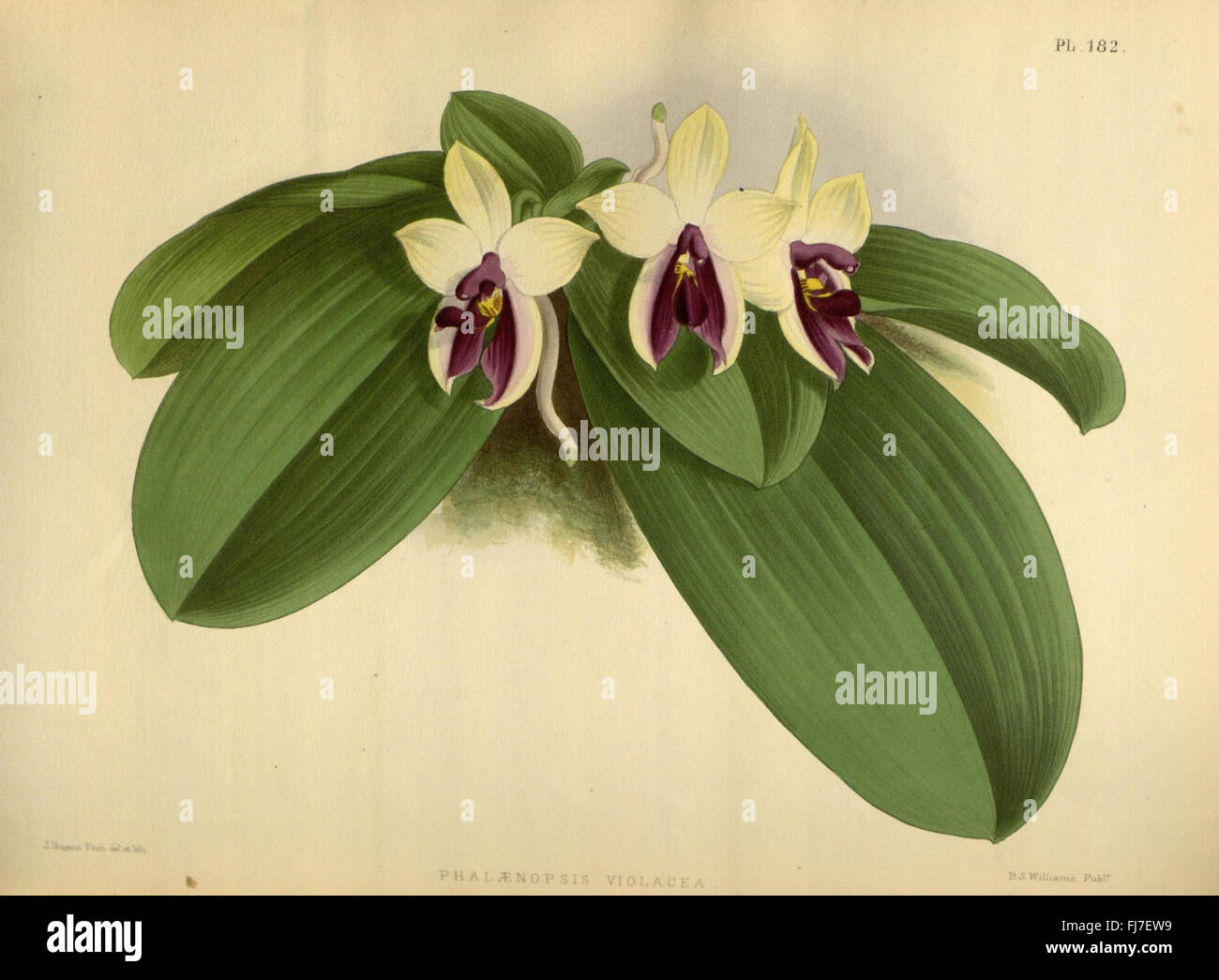 R. Warner & B.S. Williams - The Orchid Album - volume 04 - pla Stock ...