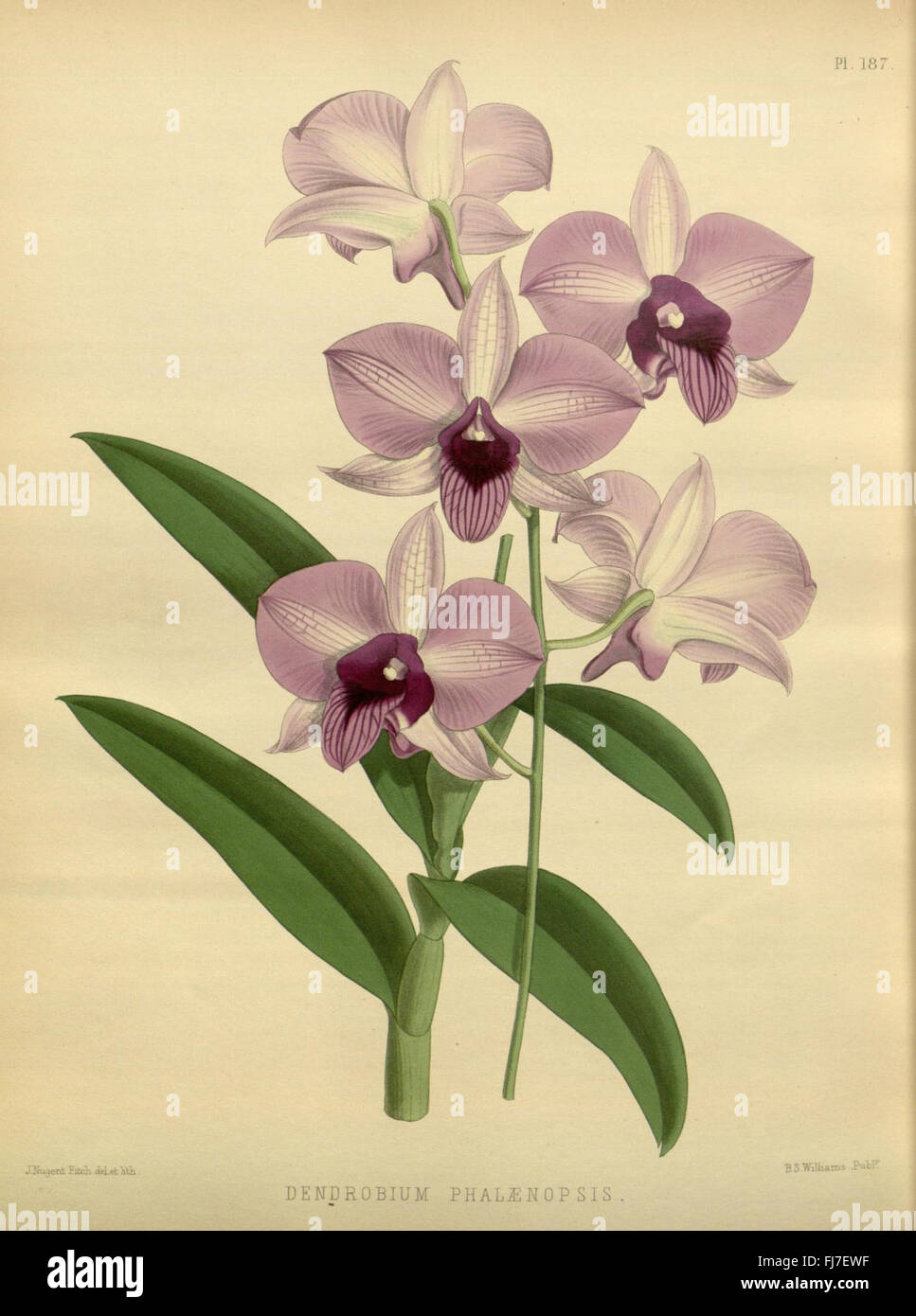 R. Warner & B.S. Williams - The Orchid Album - Volume 04 - Pla ...