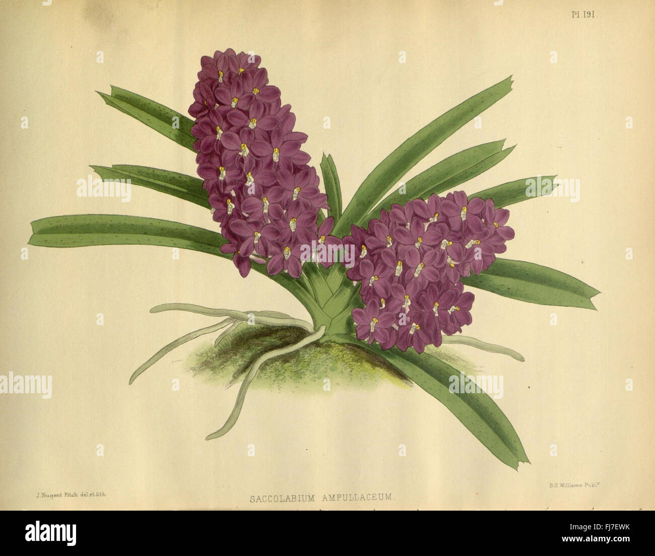 R. Warner & B.S. Williams - The Orchid Album - Volume 04 - Pla ...