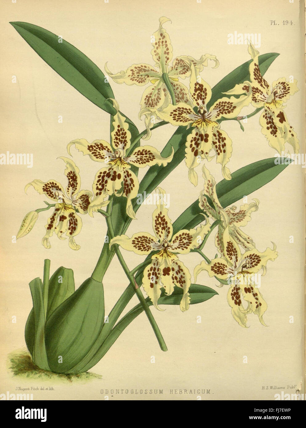 Orchid album, orchids, orchidaceae, botanical illustration, plant ...