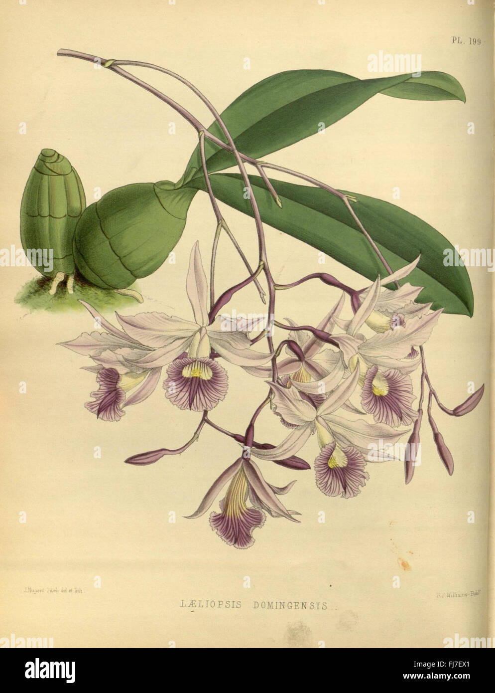The Orchid Album, Volume 05, illustrating various orchid species, with ...