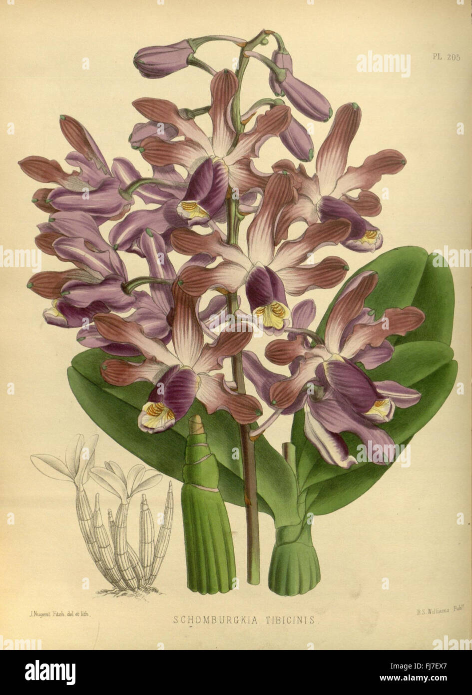 The Orchid Album - Volume 05, by R. Warner & B.S. Williams Stock Photo ...
