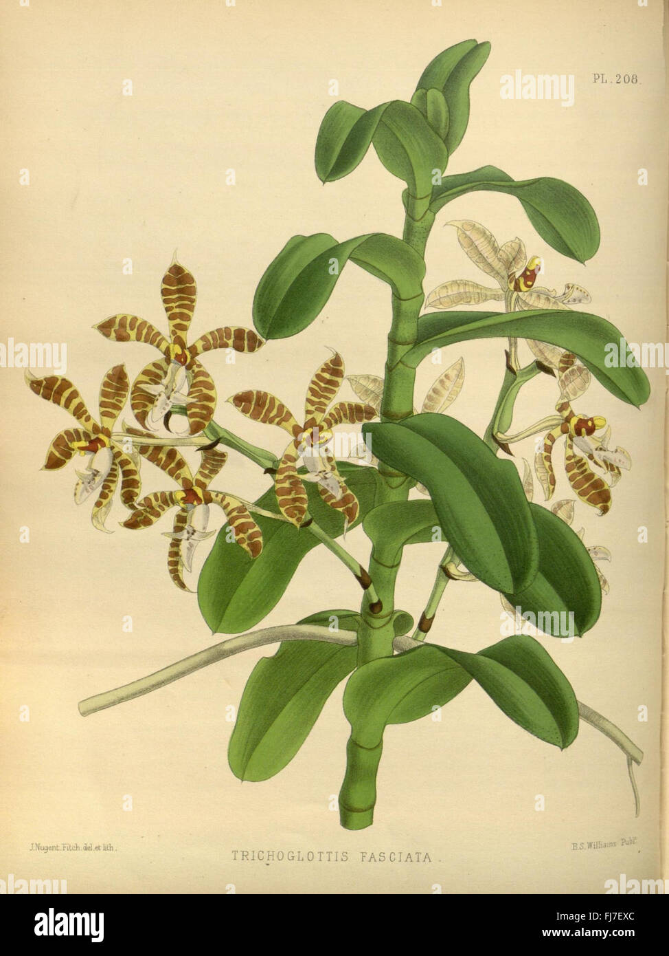 R. Warner & B.S. Williams - The Orchid Album - volume 05 - pla Stock ...