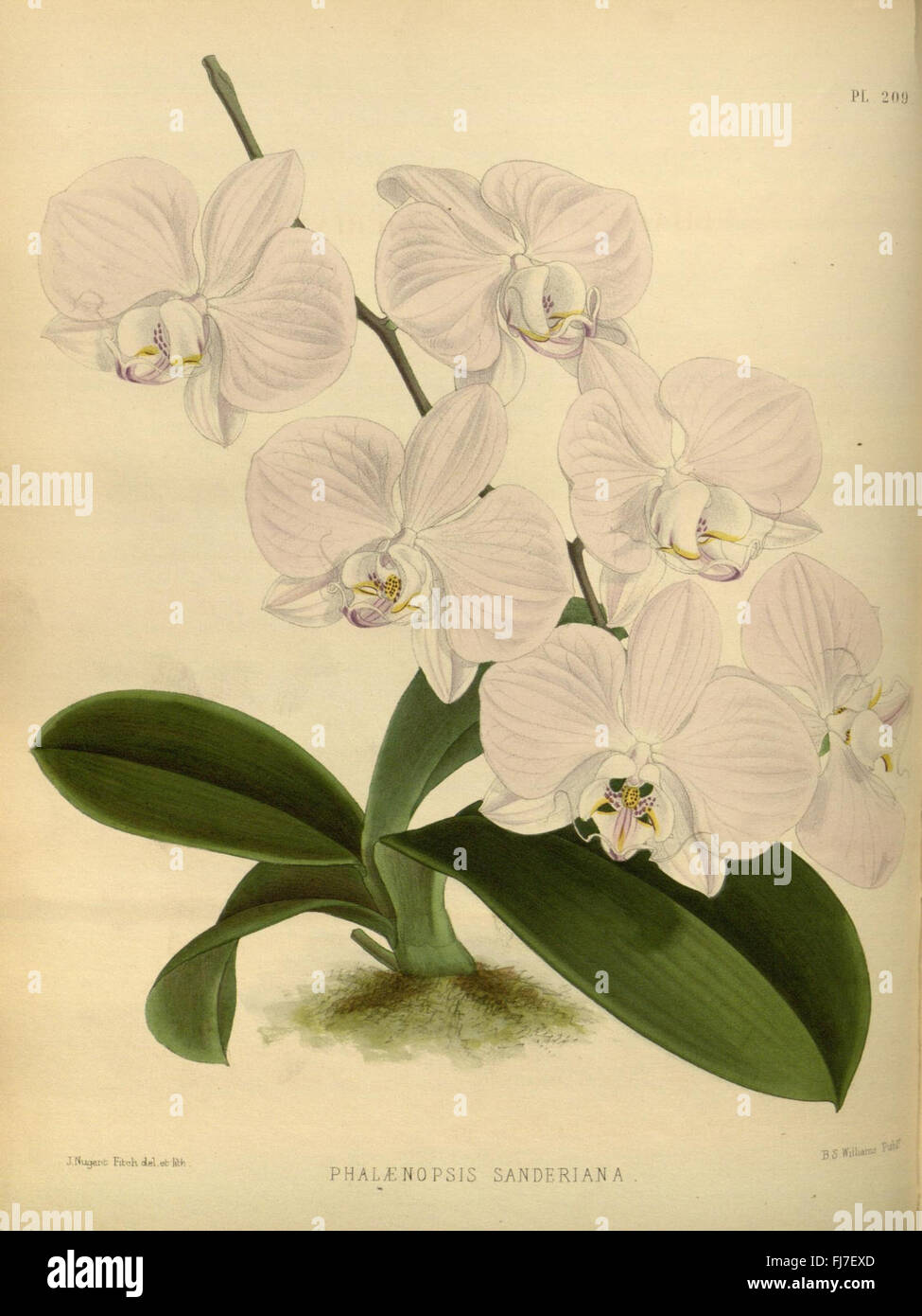 This volume from 'The Orchid Album' showcases various orchid species ...