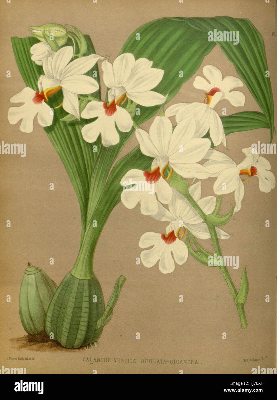 The Orchid Album, Volume 5, a botanical periodical featuring orchid ...
