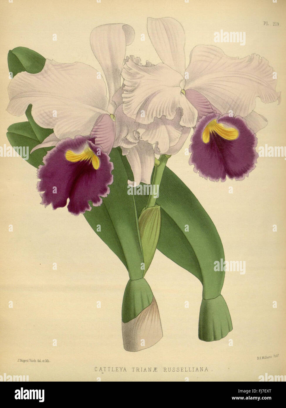 An illustrated volume from 'The Orchid Album', focusing on the various ...