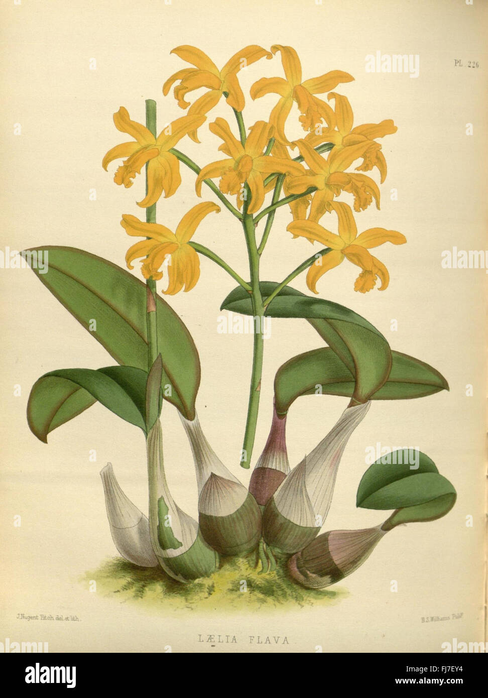 R. Warner & B.S. Williams - The Orchid Album - volume 05 - pla Stock ...