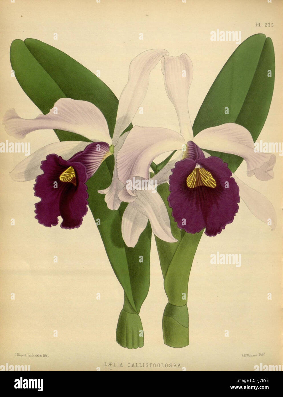 R. Warner & B.S. Williams - The Orchid Album - volume 05 - pla, a ...