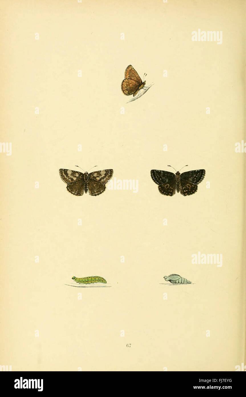 Pictorial insect guides hi-res stock photography and images - Alamy