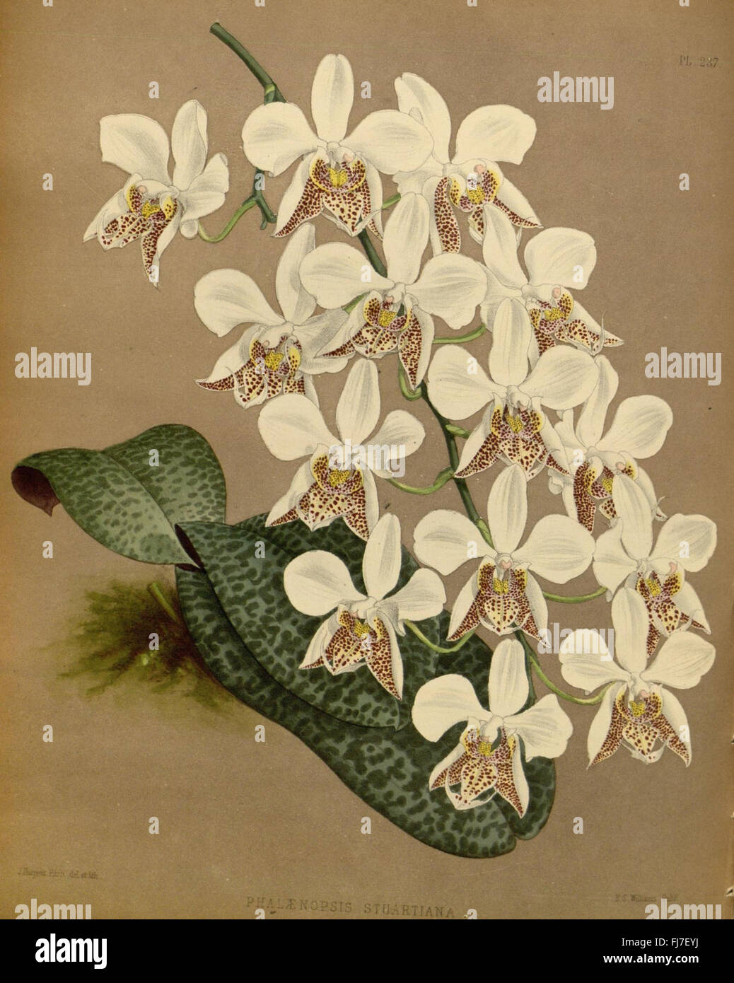 The Orchid Album - Volume 05 - A periodical publication featuring ...
