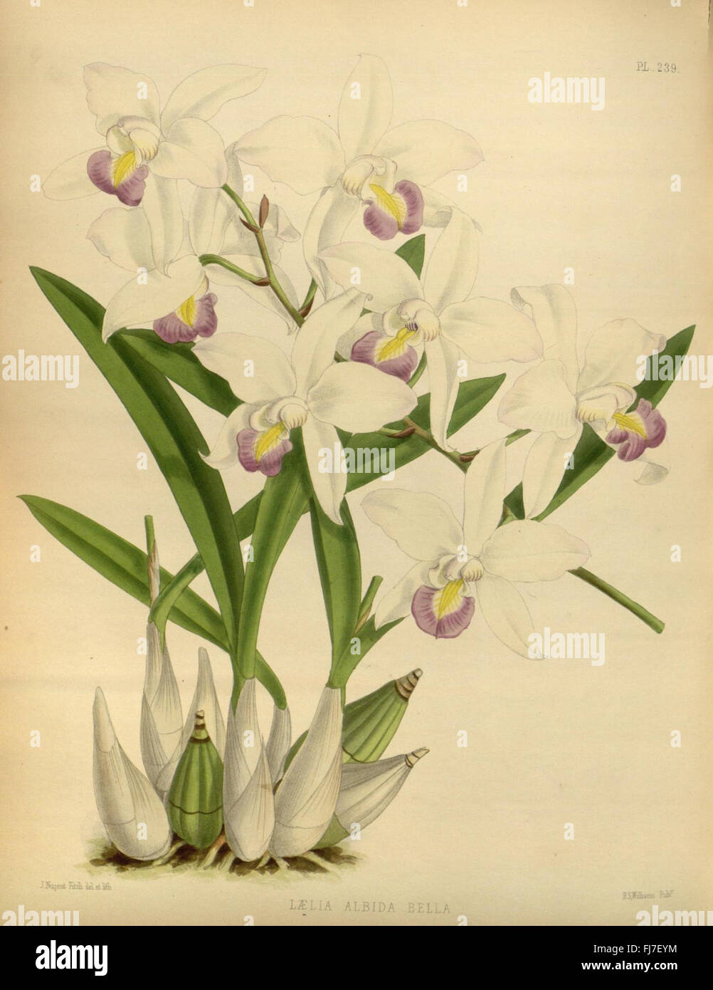 R. Warner & B.S. Williams - The Orchid Album - volume 05 - pla: A ...