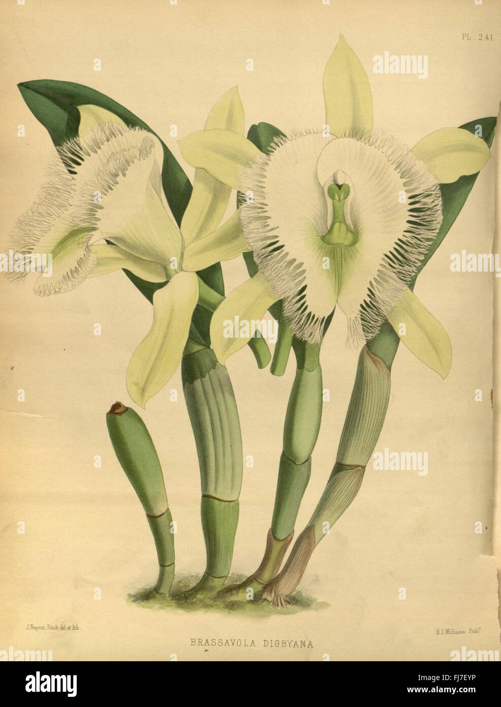 Orchid identification guides hi-res stock photography and images - Alamy