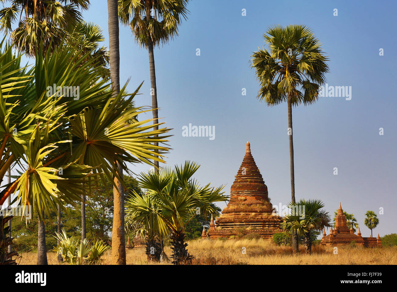 Pagodas and Palm Trees in Nuang U, Bagan, Myanmar (Burma Stock Photo ...