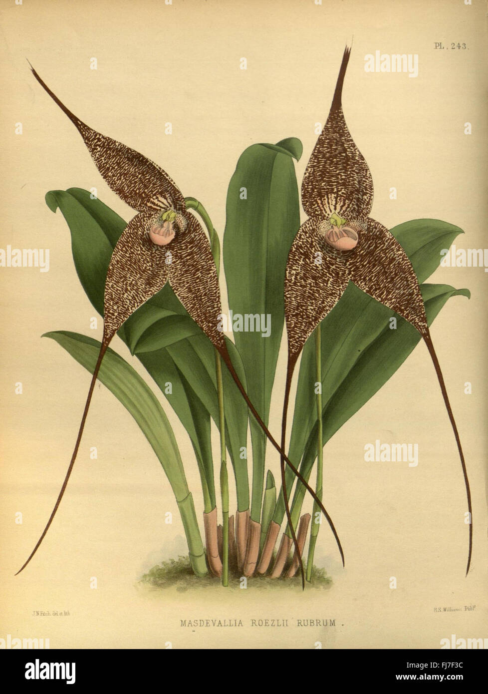 A detailed pictorial work featuring various species of orchids ...