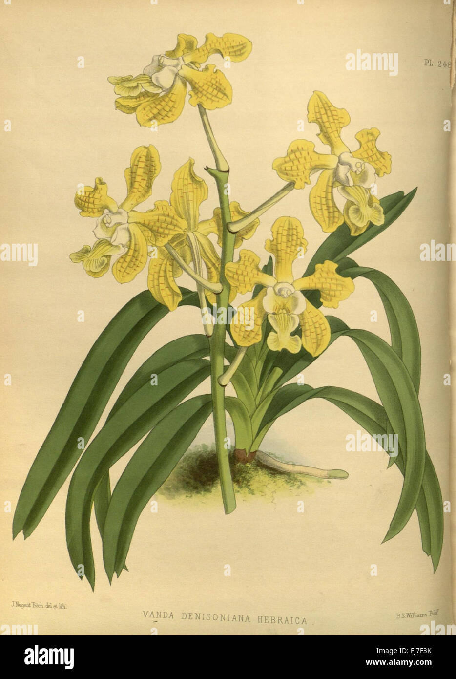 'The Orchid Album' (Volume 06), a pictorial work on orchid species ...