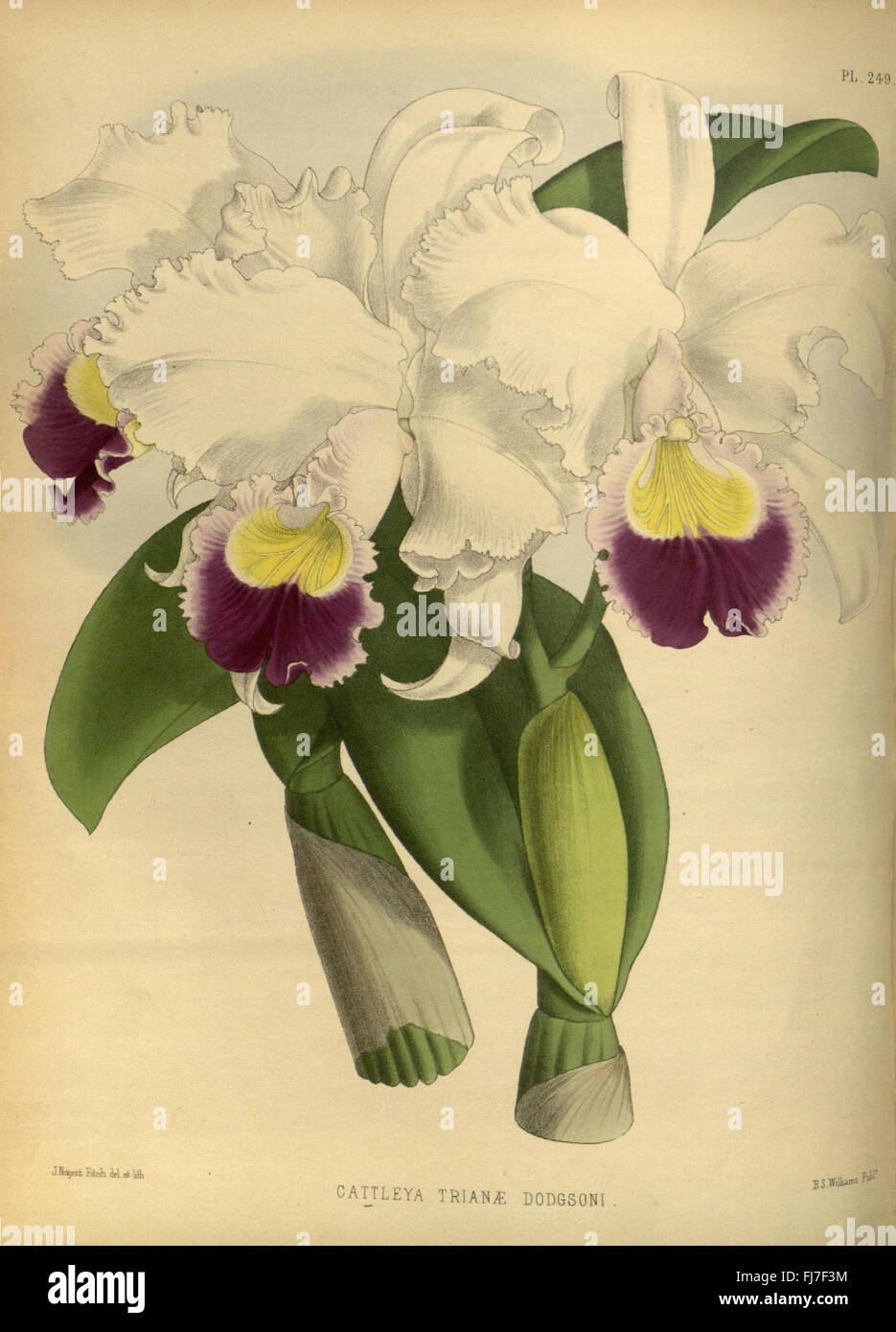 A comprehensive visual reference of orchids, showcasing their diversity ...