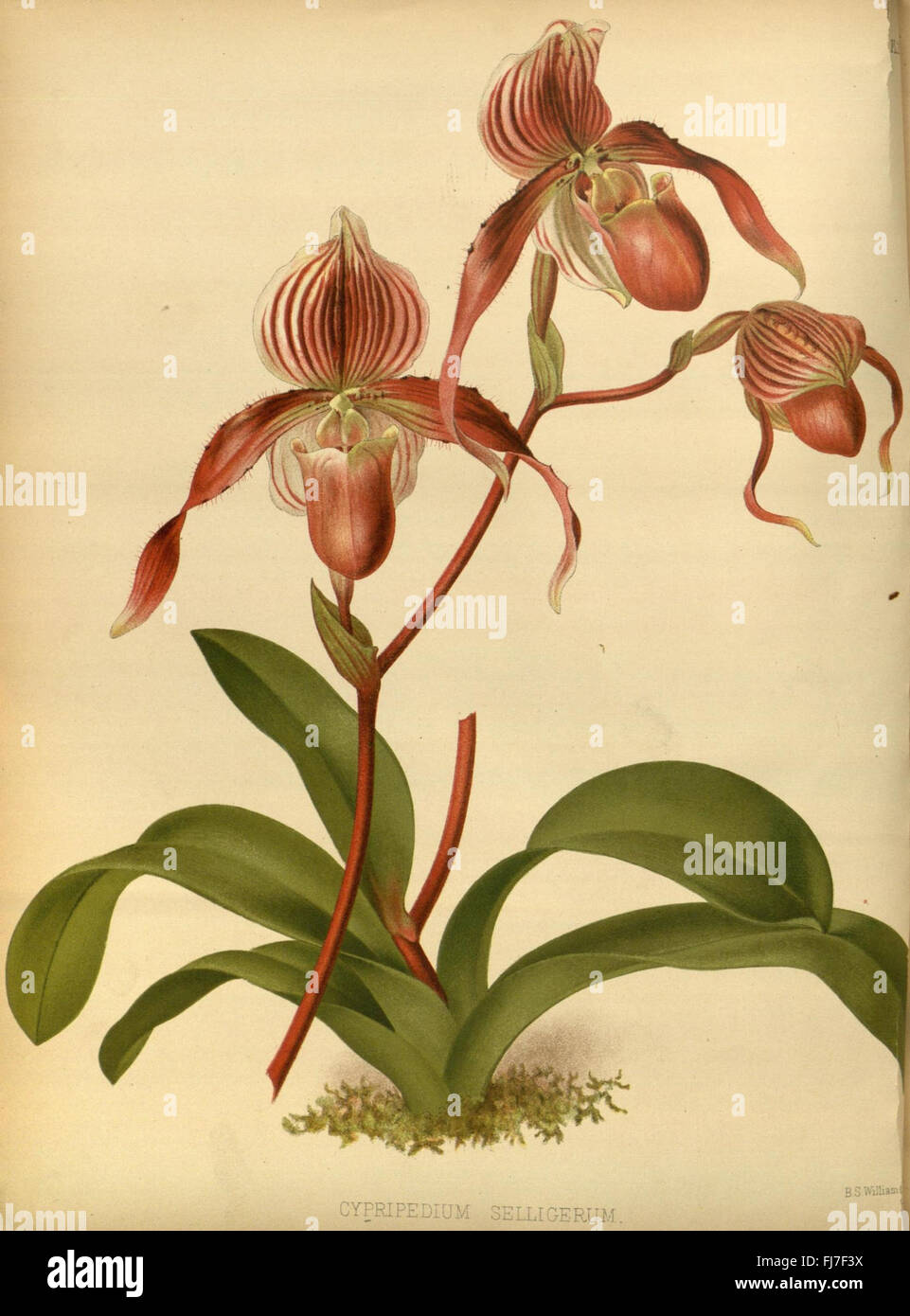 R. Warner & B.S. Williams - The Orchid Album - volume 06 - pla ...