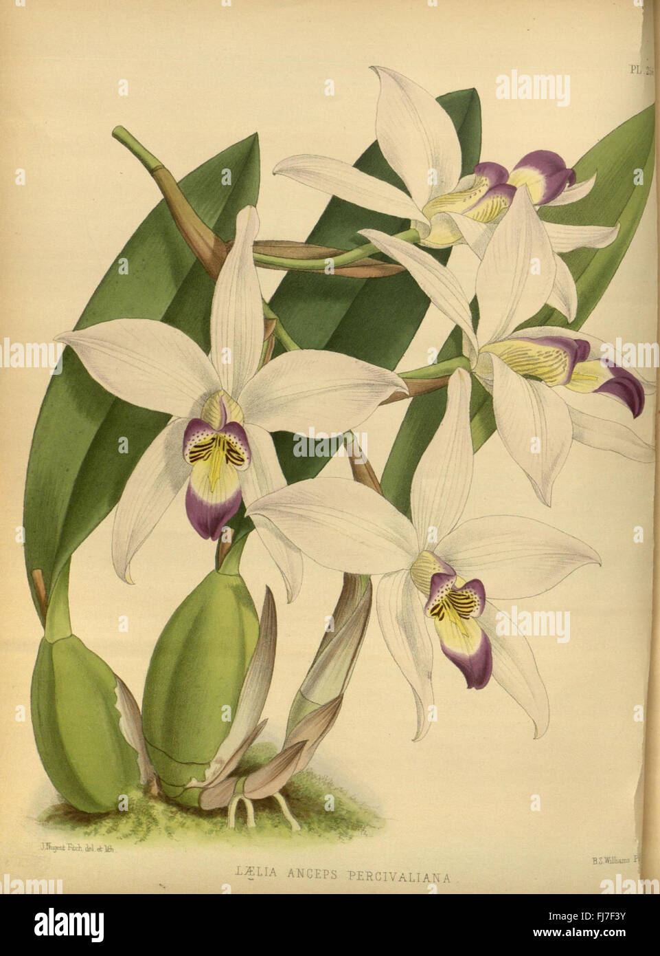 R. Warner & B.S. Williams - The Orchid Album - volume 06 - pla ...