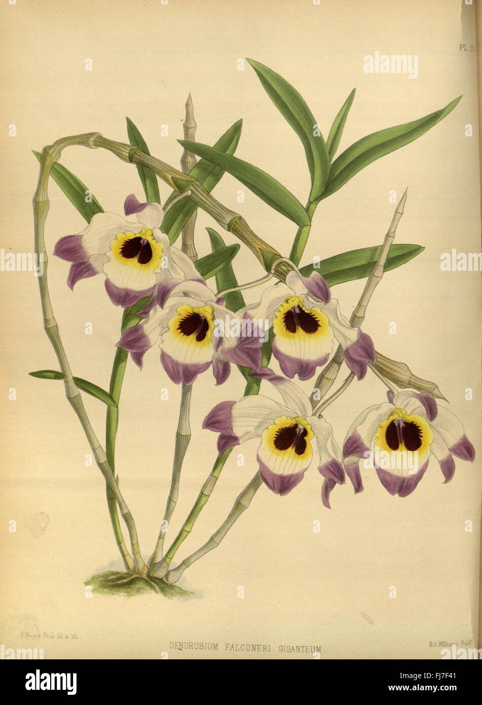 Illustrated album of orchids, with detailed depictions of orchid ...