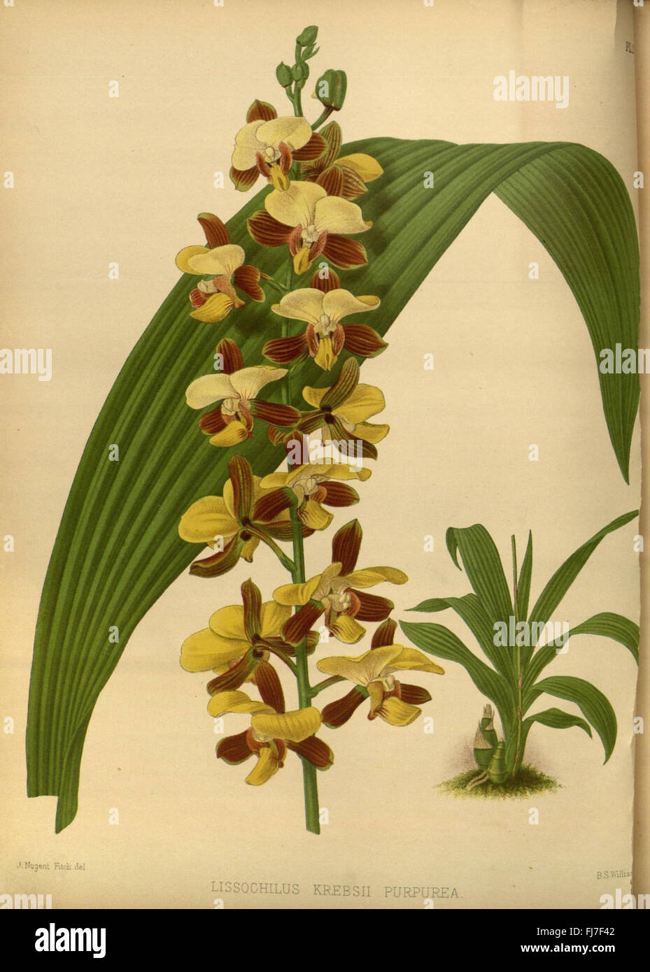 The Orchid Album, Volume 06, featuring detailed illustrations of ...