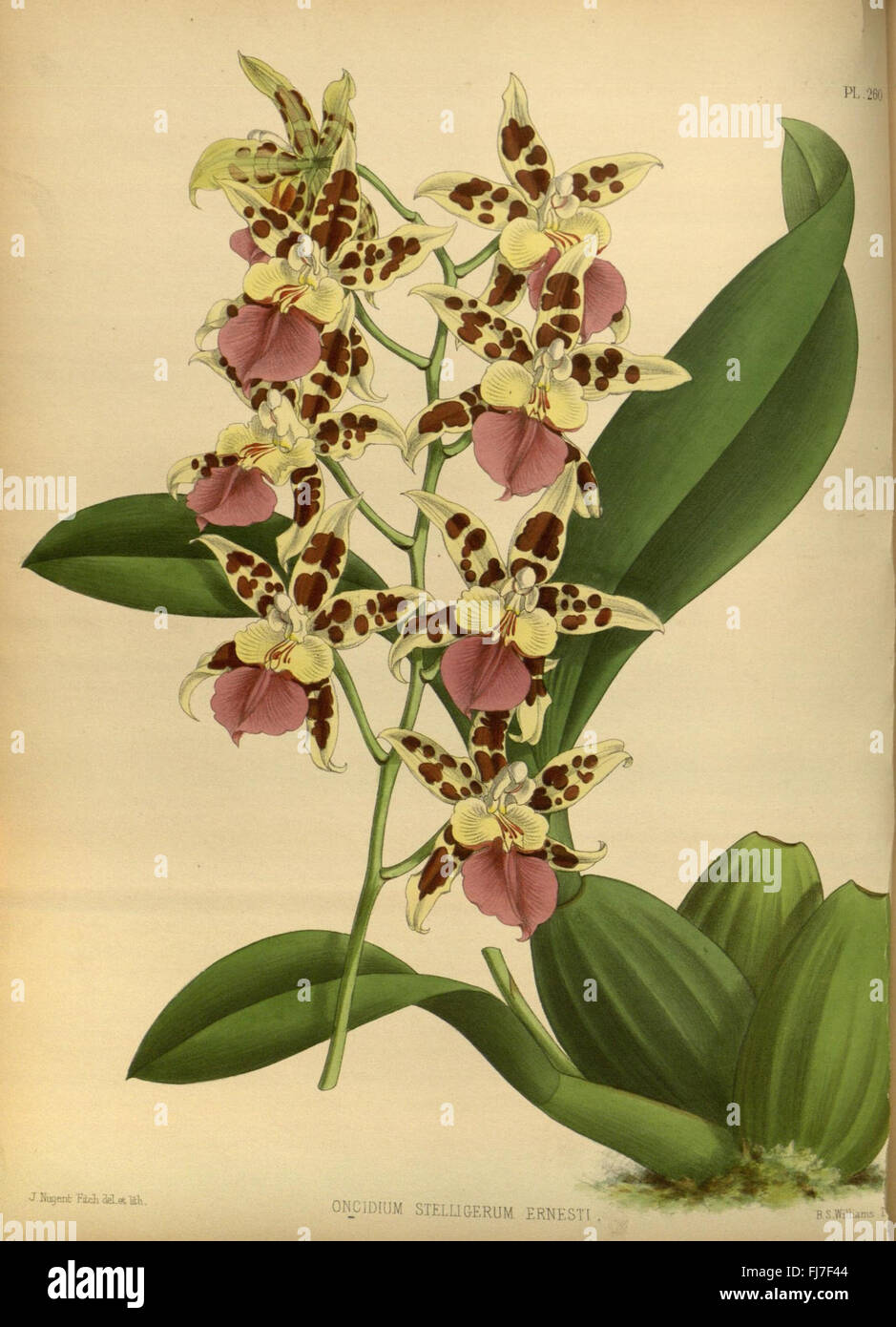 An illustration from *The Orchid Album*, volume 6, showcasing various ...