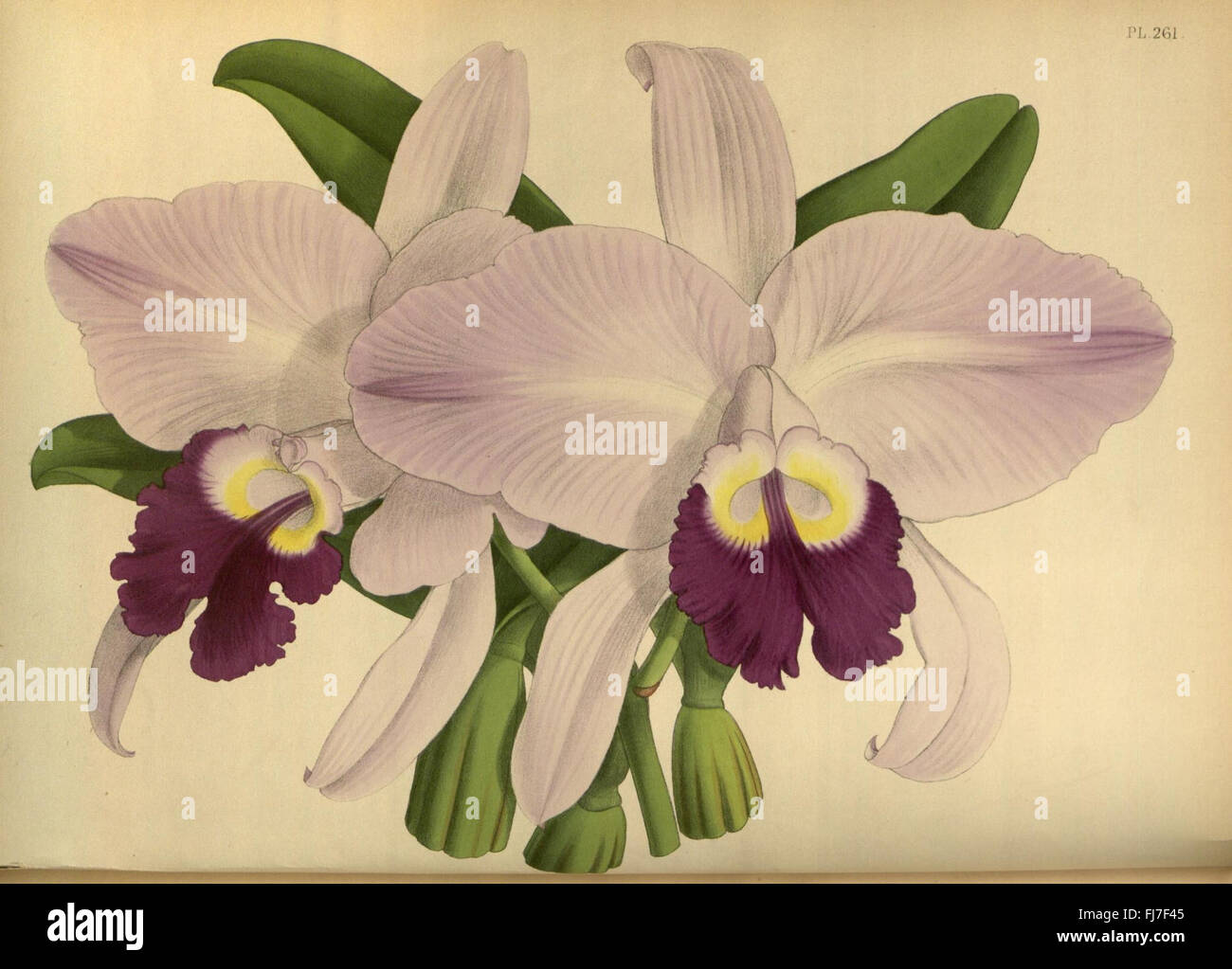 The Orchid Album, Volume 06, showcasing various orchid species from the ...