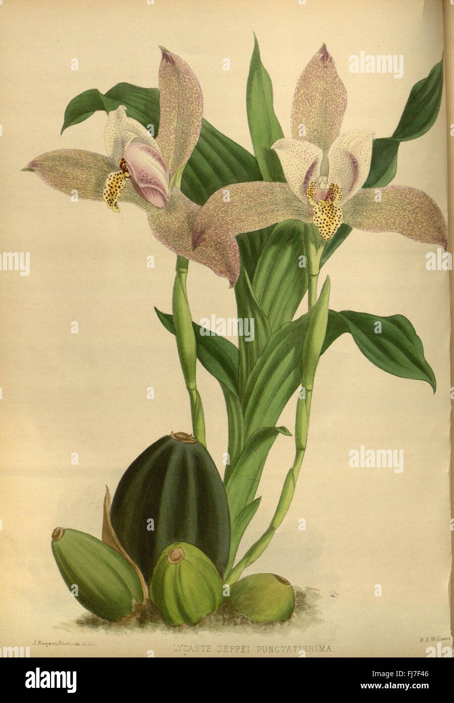 R. Warner & B.S. Williams - The Orchid Album - volume 06 - pla Stock ...