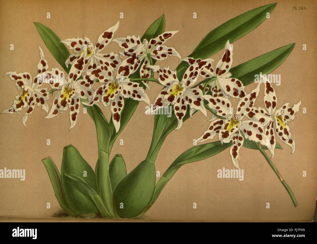An illustrated volume of 'The Orchid Album,' featuring detailed ...