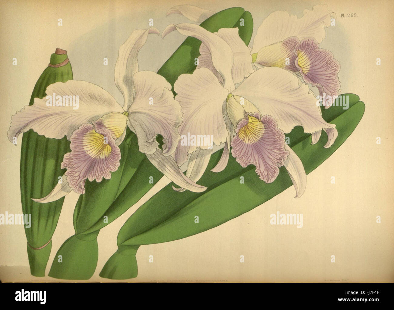 Missouri Botanical Garden, Peter H. Raven Library, Orchidaceae ...