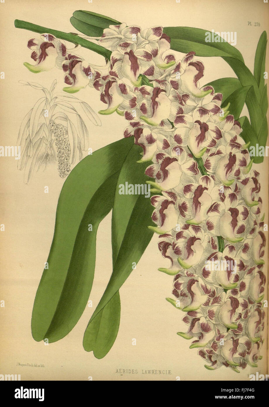 Pla pictorial hi-res stock photography and images - Alamy