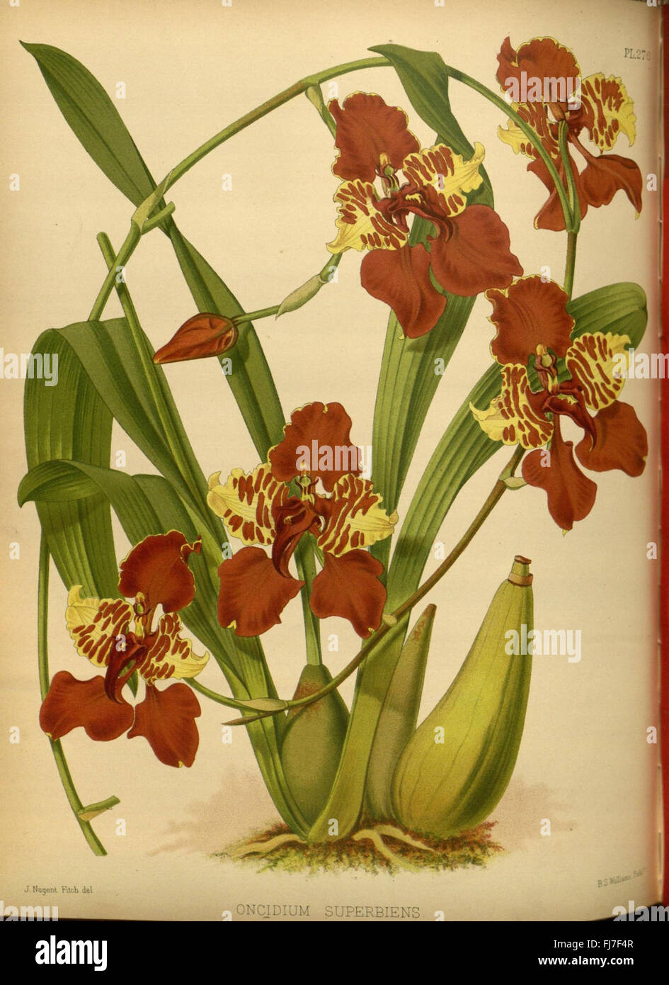 R. Warner & B.S. Williams - The Orchid Album - volume 06 - pla Stock ...