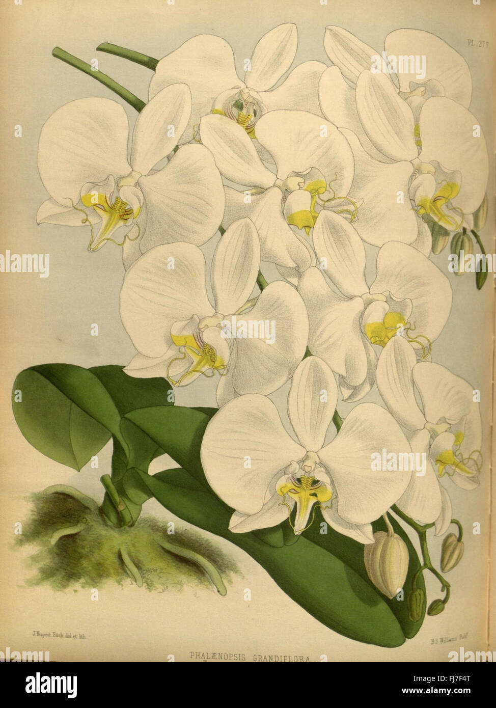 Volume 6 of 'The Orchid Album', featuring detailed illustrations of ...