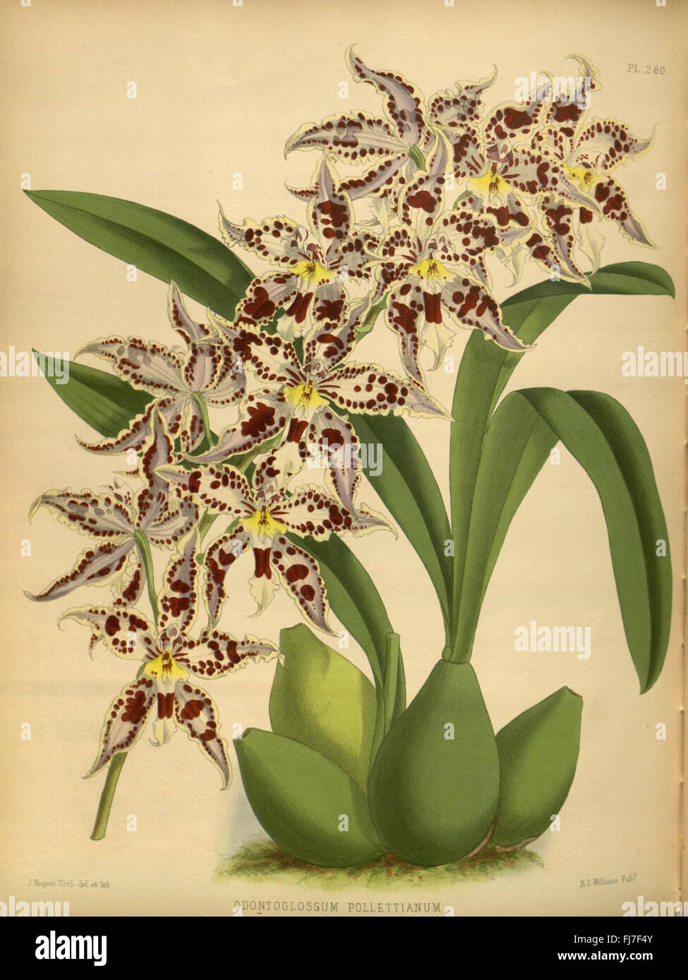 A detailed botanical illustration from 'The Orchid Album' (Vol. 06 ...