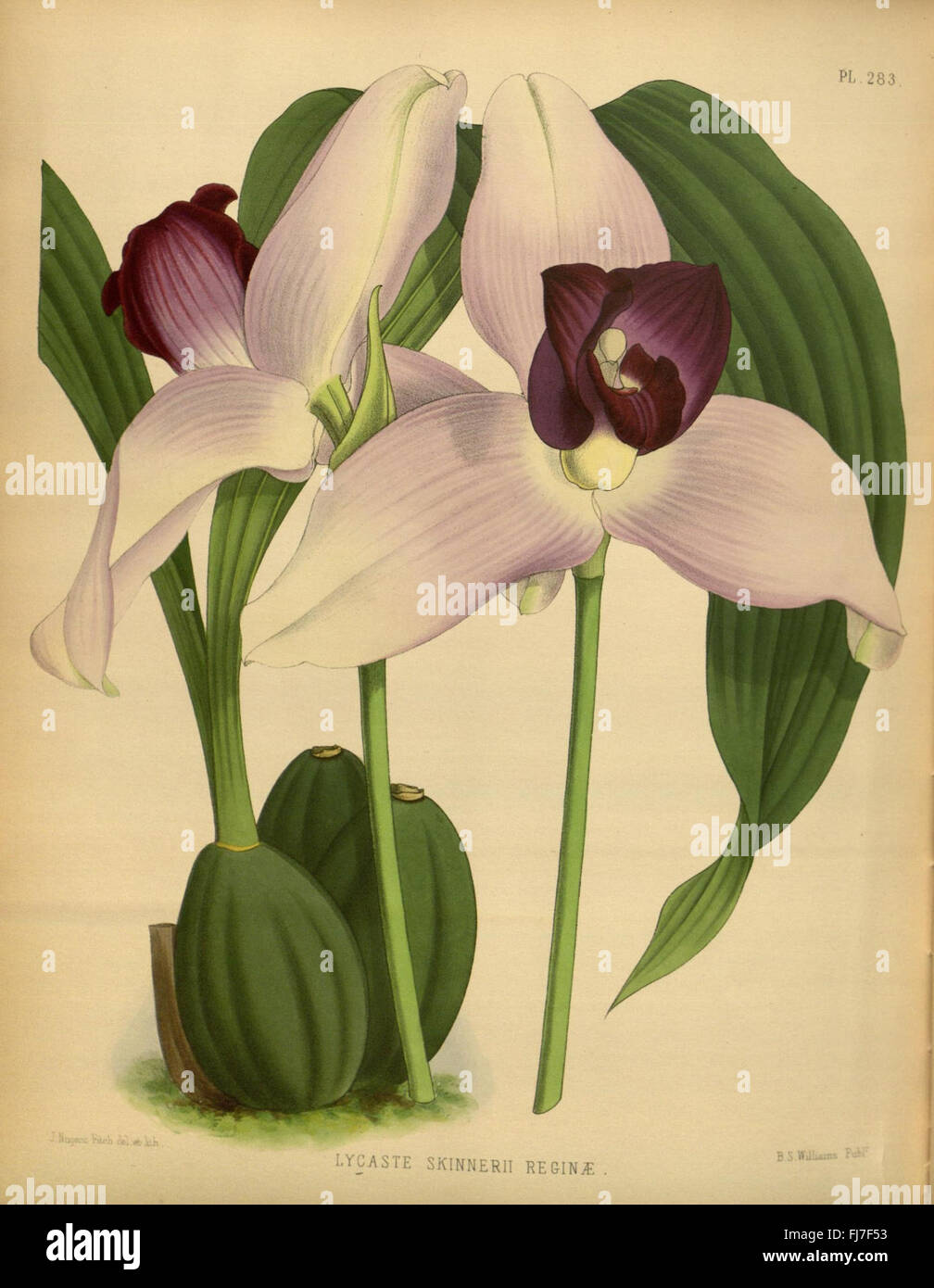 R. Warner & B.S. Williams - The Orchid Album - volume 06 - pla: A ...