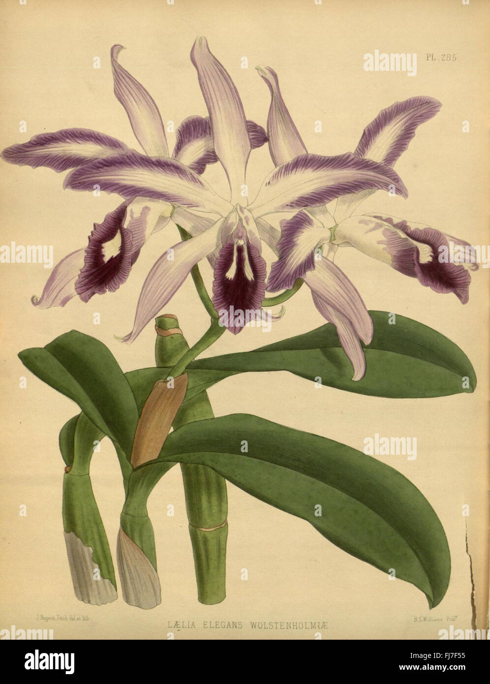 Volume 6 of The Orchid Album, housed in the Missouri Botanical Garden’s ...