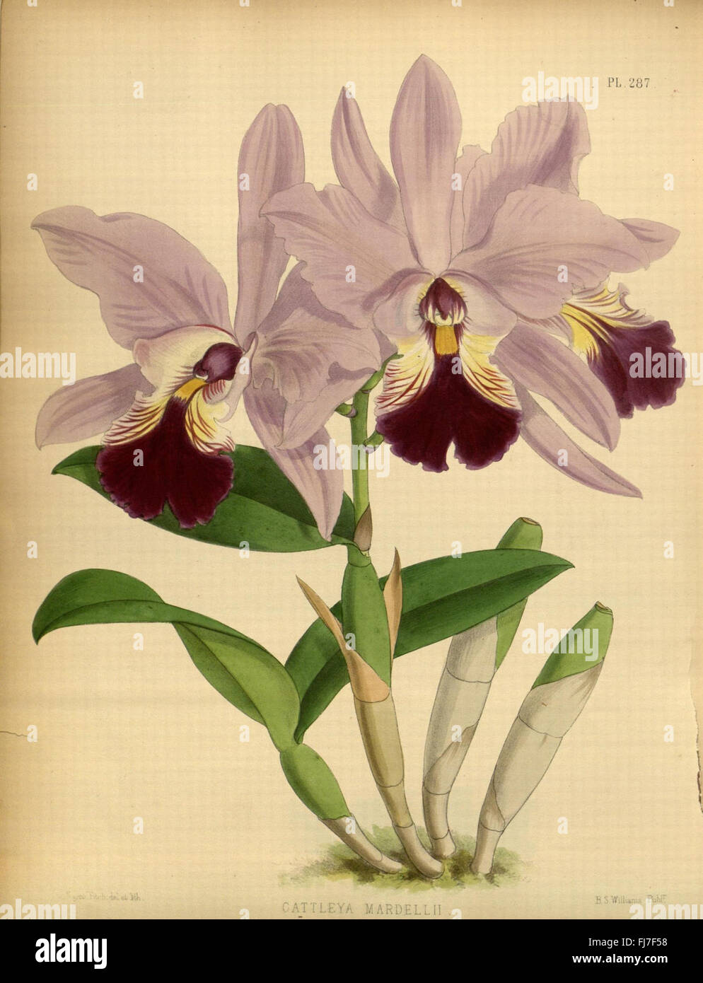 Volume 06 of 'The Orchid Album' by R. Warner & B.S. Williams, a ...