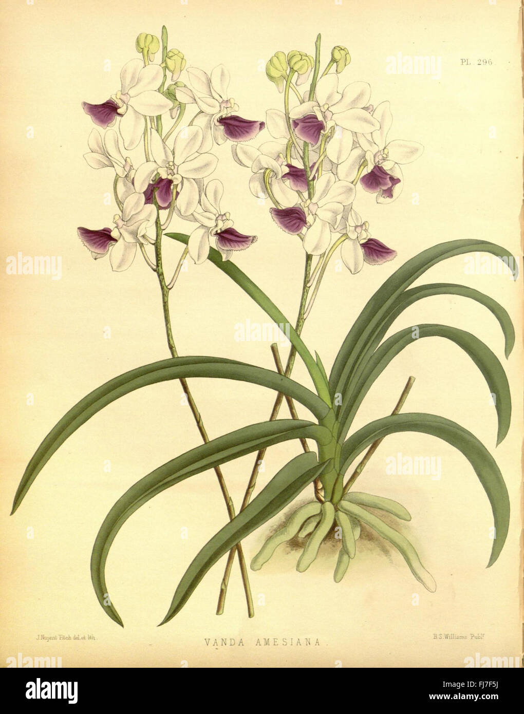 Volume 7 of *The Orchid Album*, featuring stunning illustrations of ...