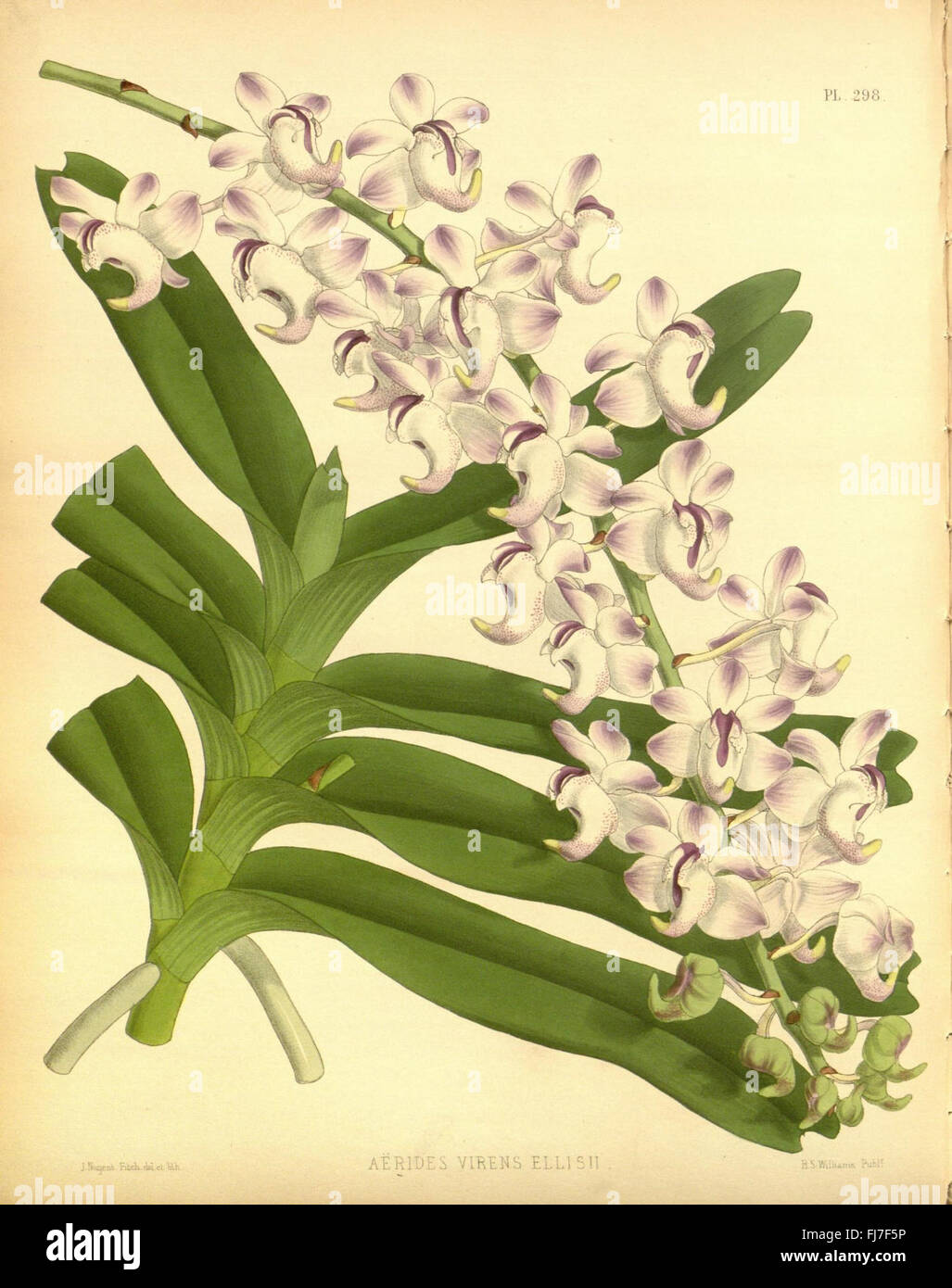 R. Warner & B.S. Williams - The Orchid Album - volume 07 - pla ...