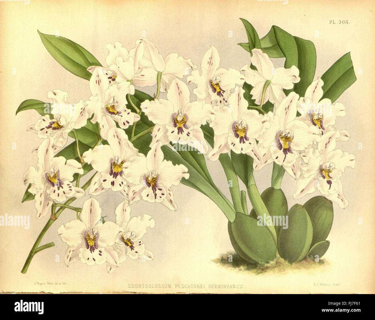A detailed volume from 'The Orchid Album' by Warner & Williams ...