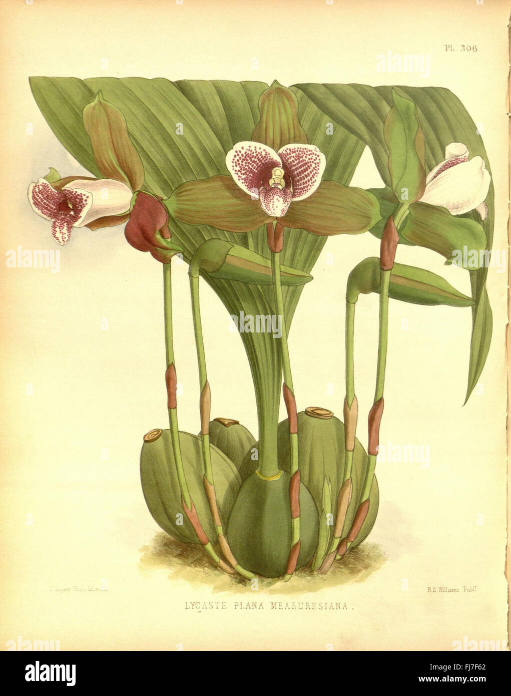 R. Warner & B.S. Williams - The Orchid Album - volume 07 - pla Stock ...