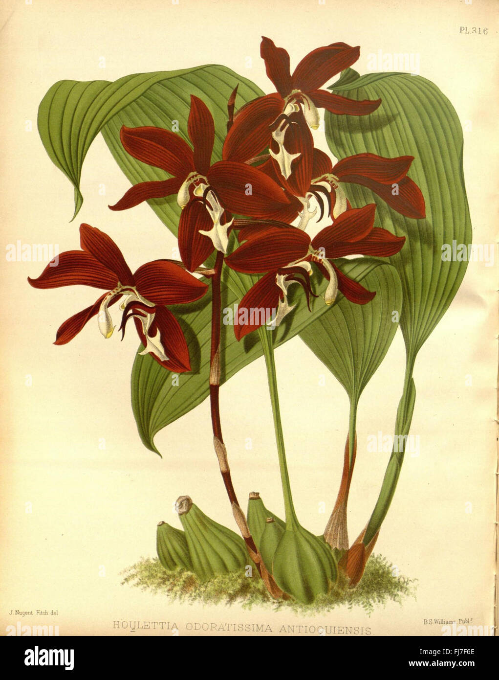 The Orchid Album volume 07, a detailed botanical work featuring ...