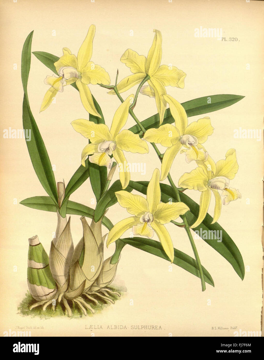 R. Warner & B.S. Williams - The Orchid Album - volume 07 - pla: The ...