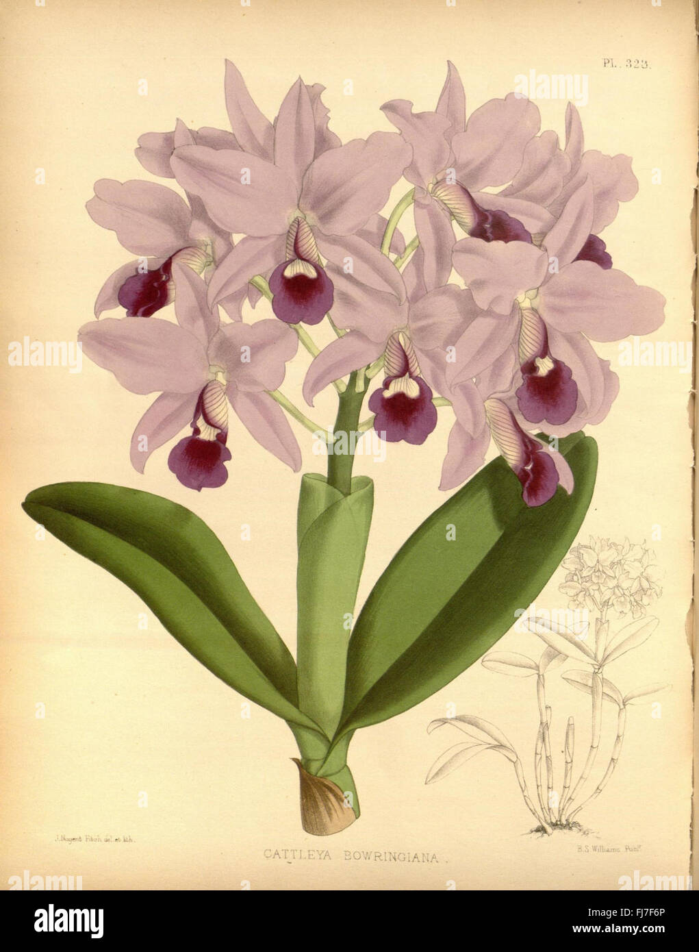 An illustration from Volume 7 of 'The Orchid Album,' by R. Warner & B.S ...
