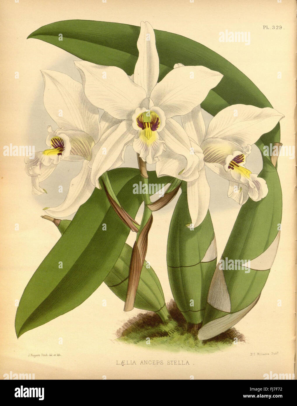 An illustrated volume from 'The Orchid Album,' showcasing a variety of ...