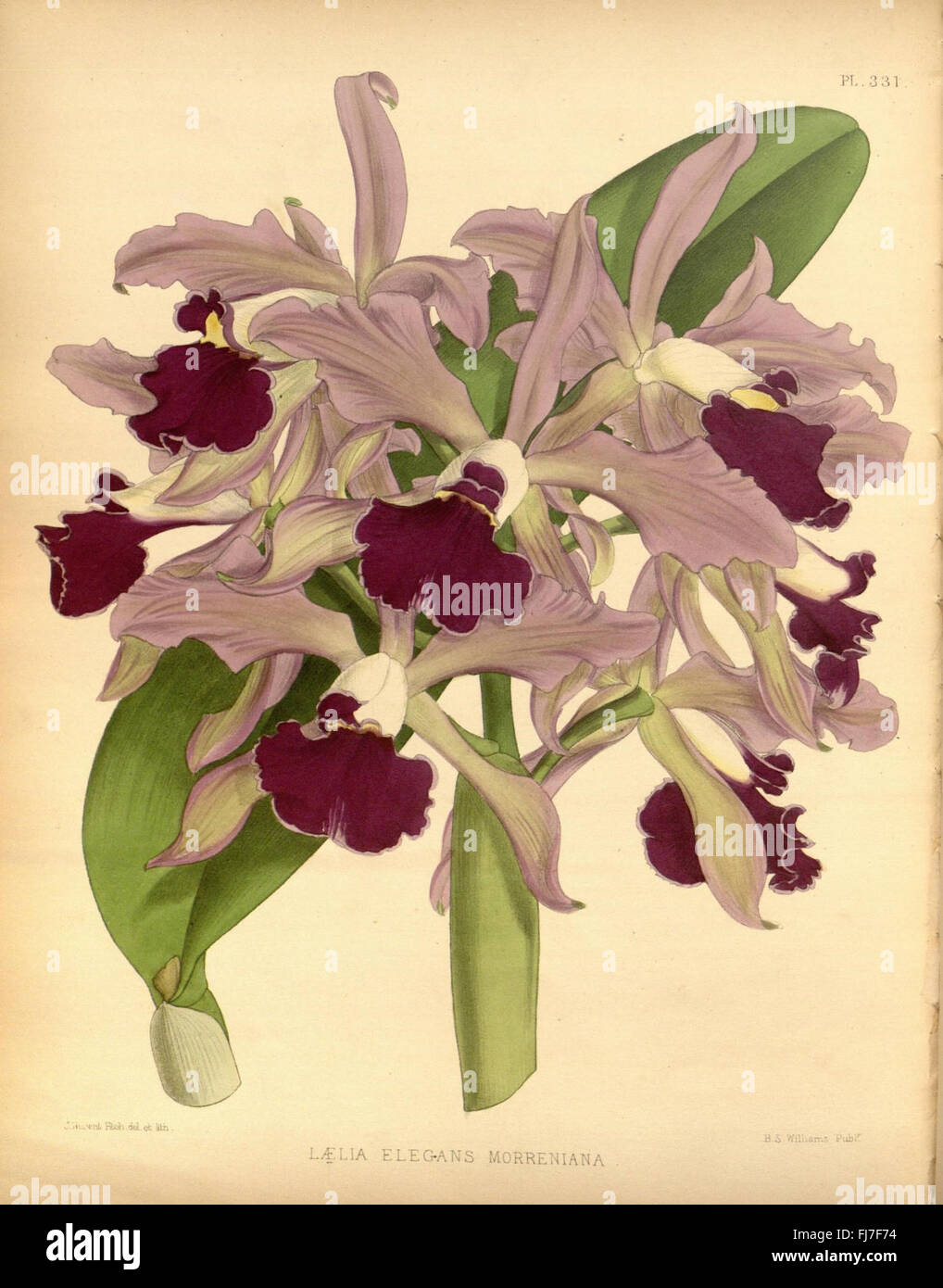 Volume 07 of 'The Orchid Album,' showcasing rare orchids and their ...