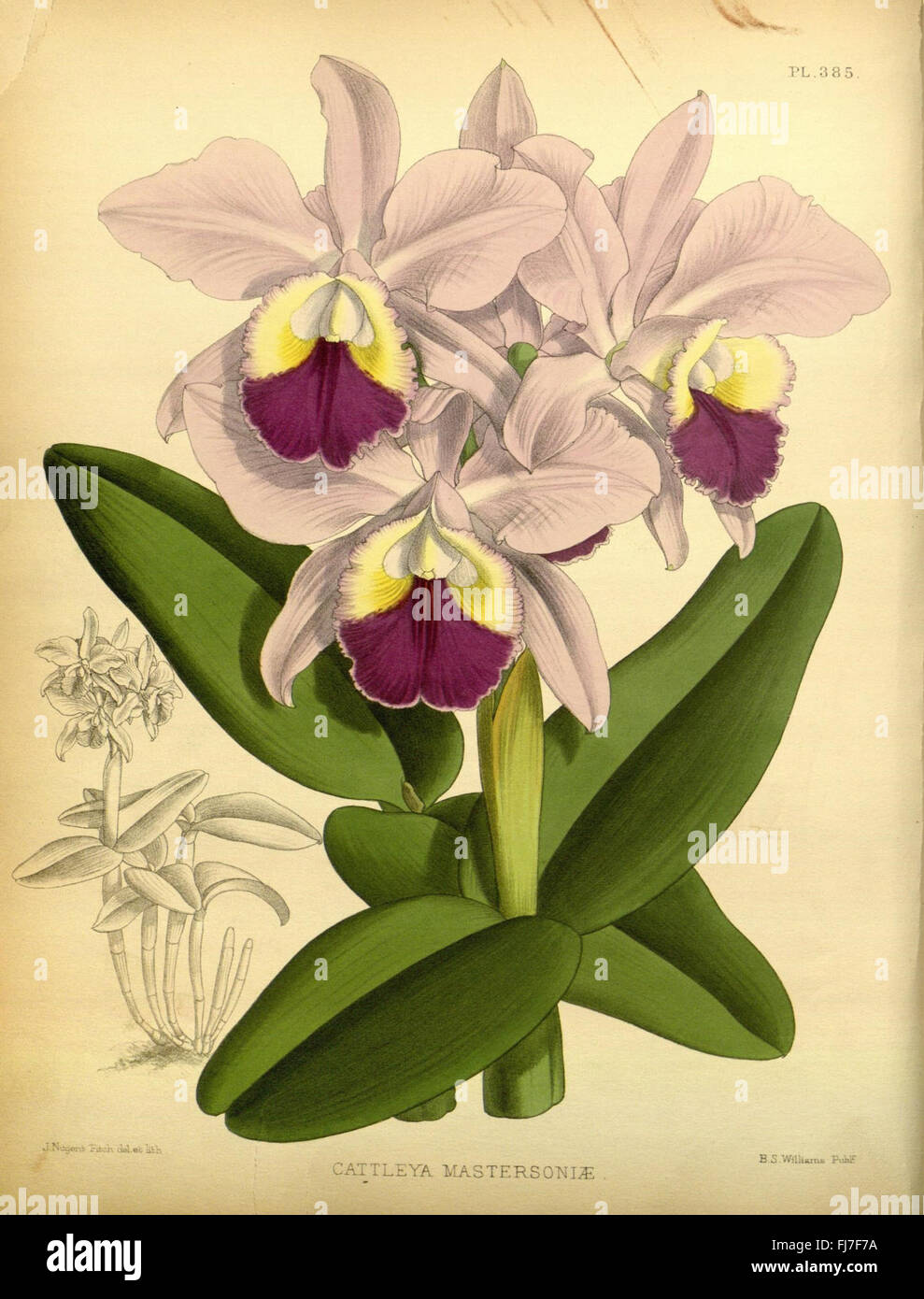 A page from 'The Orchid Album,' Volume 9, illustrating various species ...