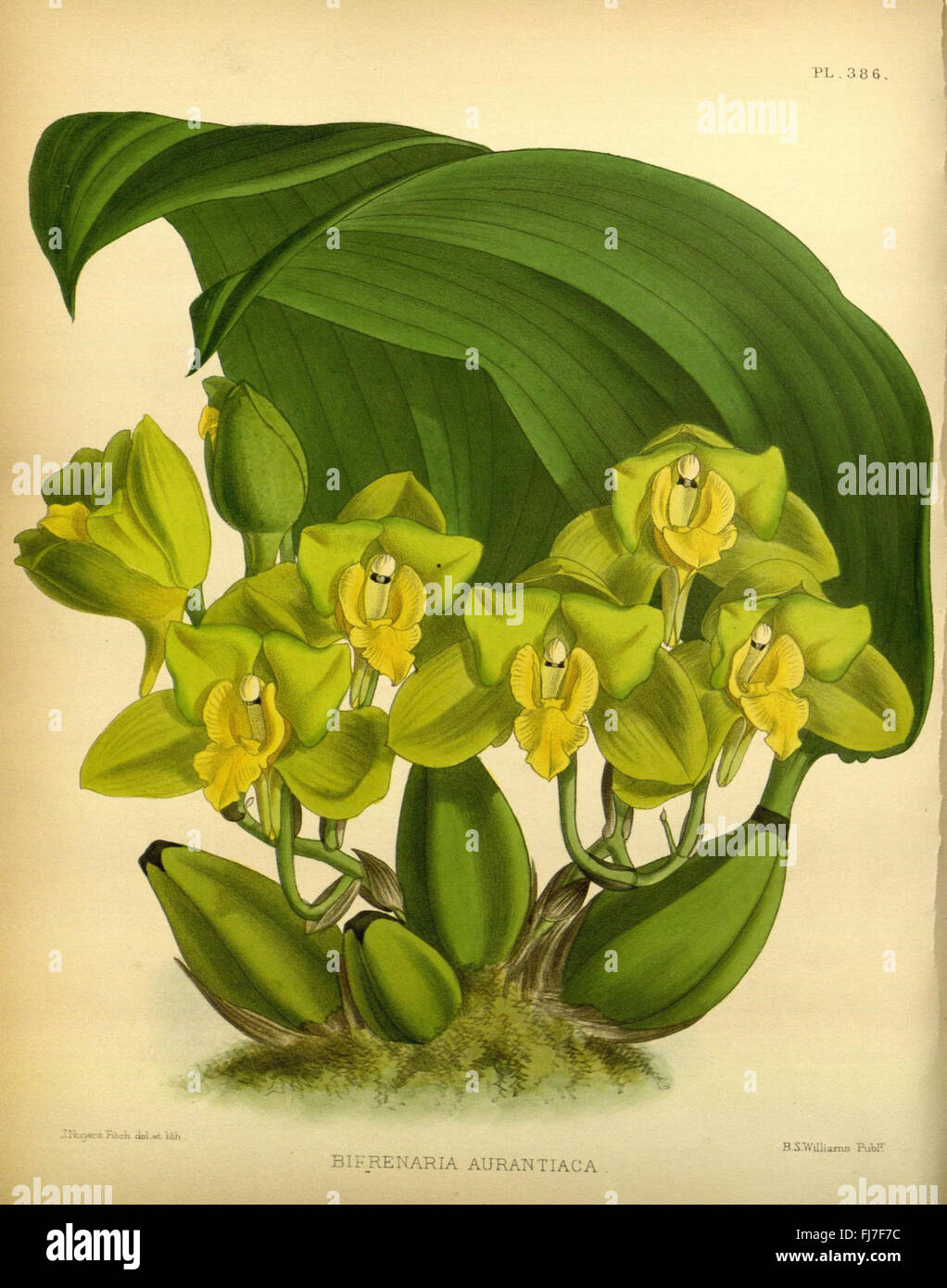 R. Warner & B.S. Williams - The Orchid Album - Volume 09 - Pictorial ...
