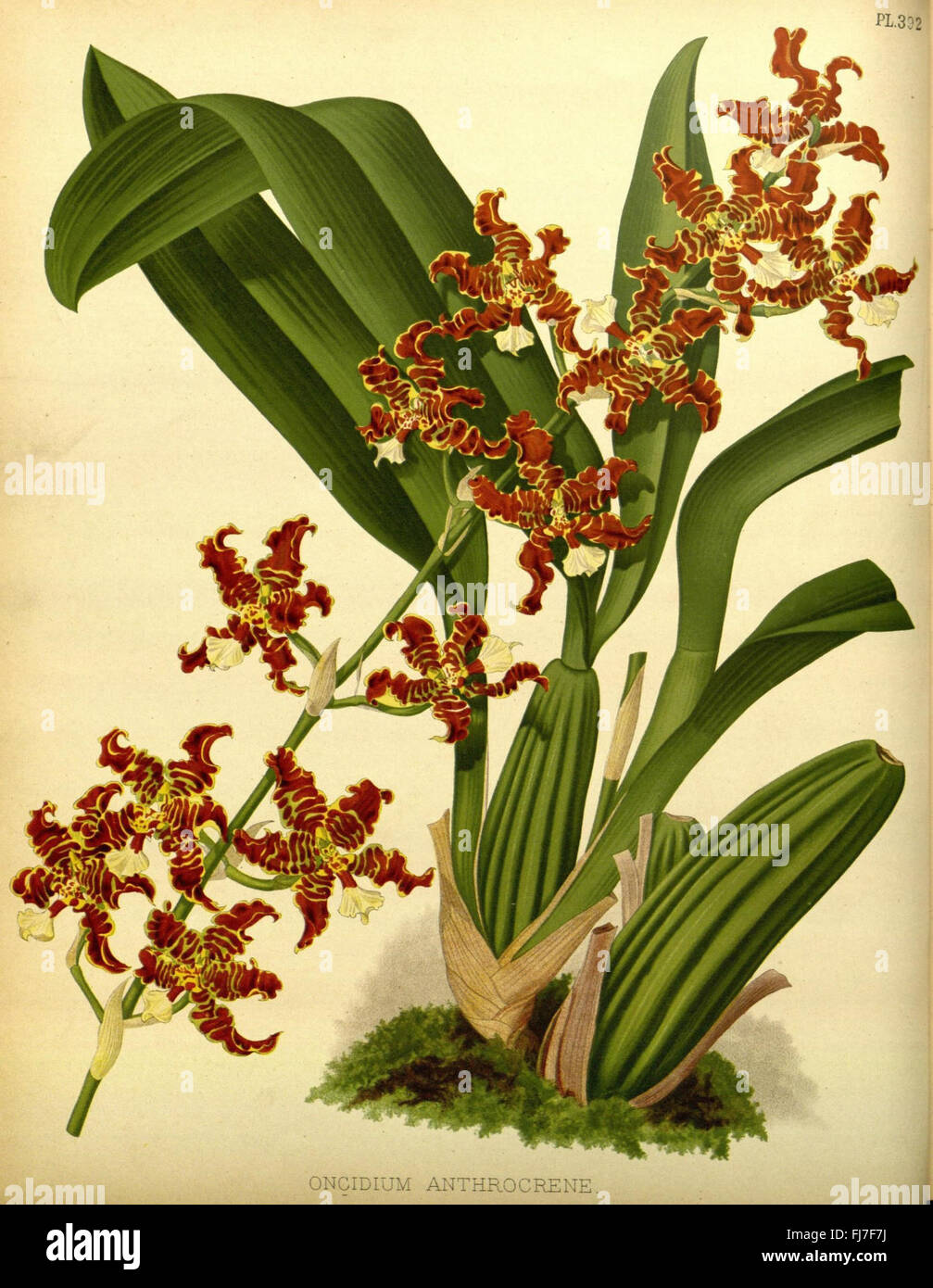 The Orchid Album, Volume 9, a botanical periodical showcasing ...