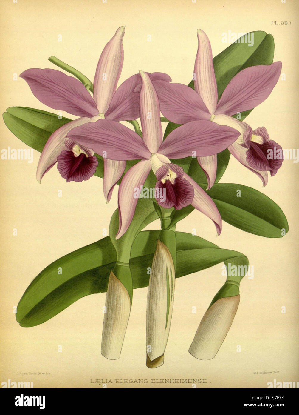 Scientific orchid illustrations hi-res stock photography and images - Alamy