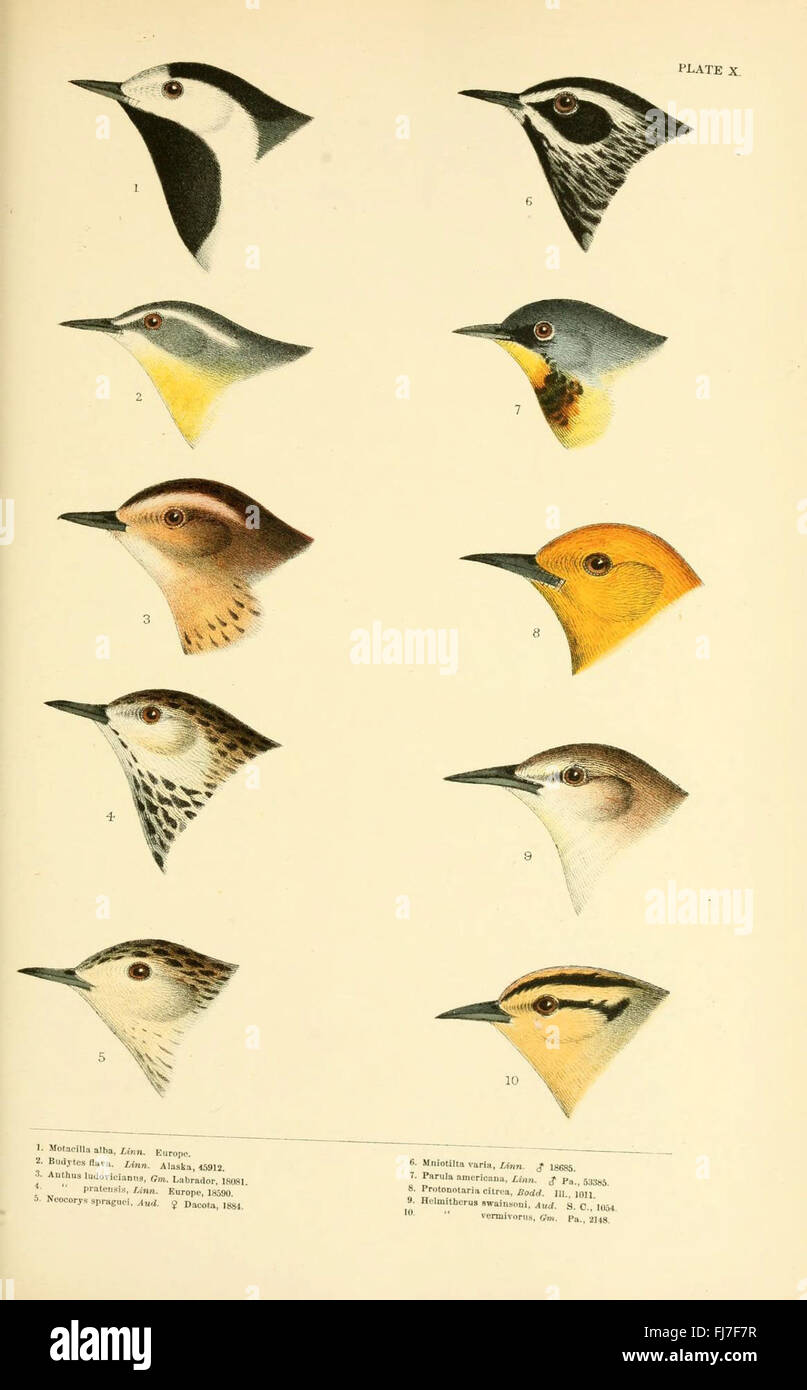 A History of North American Birds, a comprehensive study of bird ...